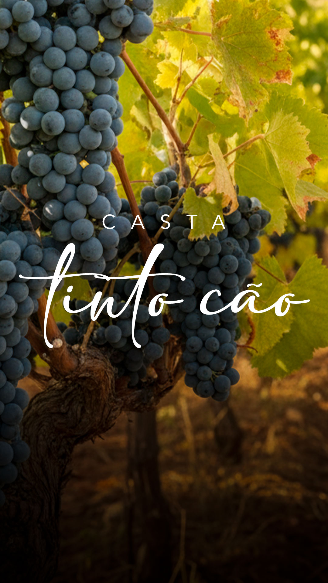 Today we celebrate Tinto Cão: a Portuguese grape variety of character ...